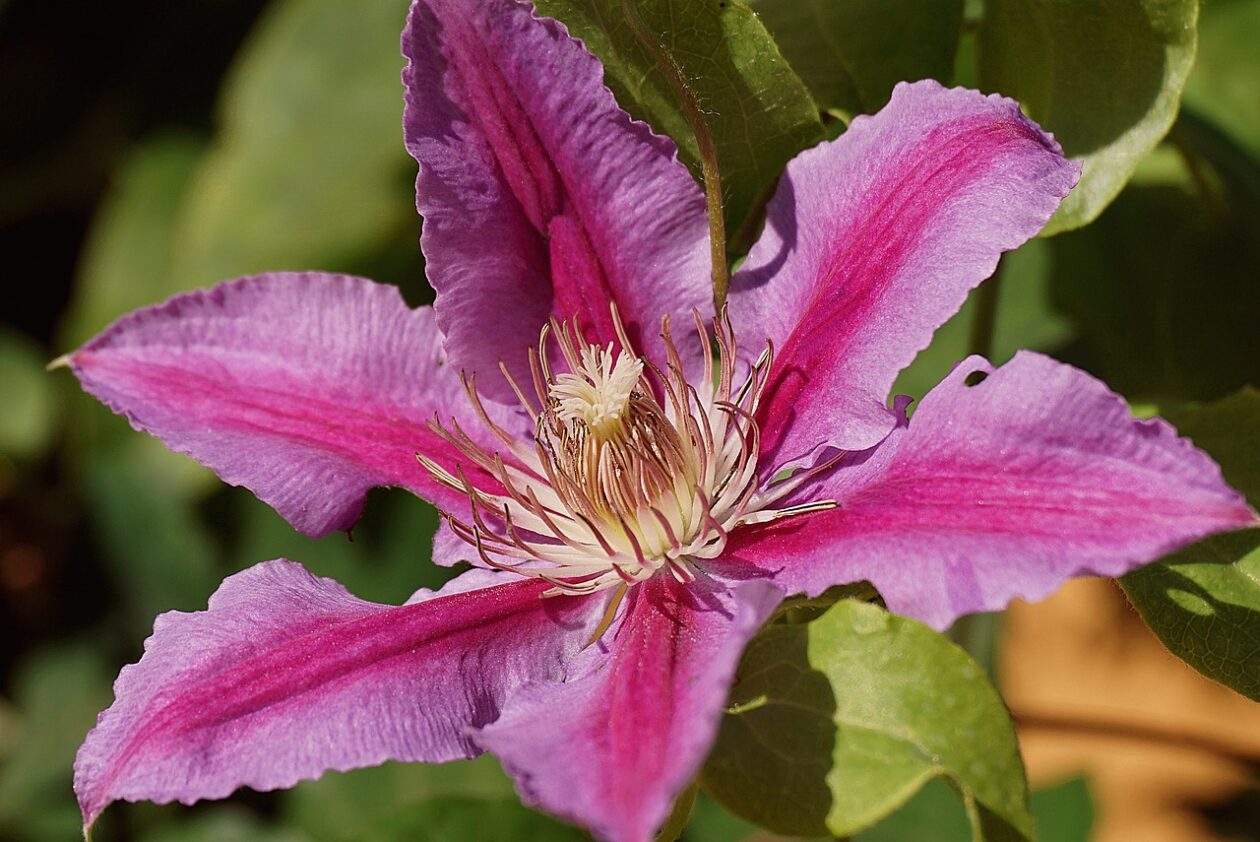 The 17 Best Flowering Vines for Georgia Homes - Atlanta Turf & Tree