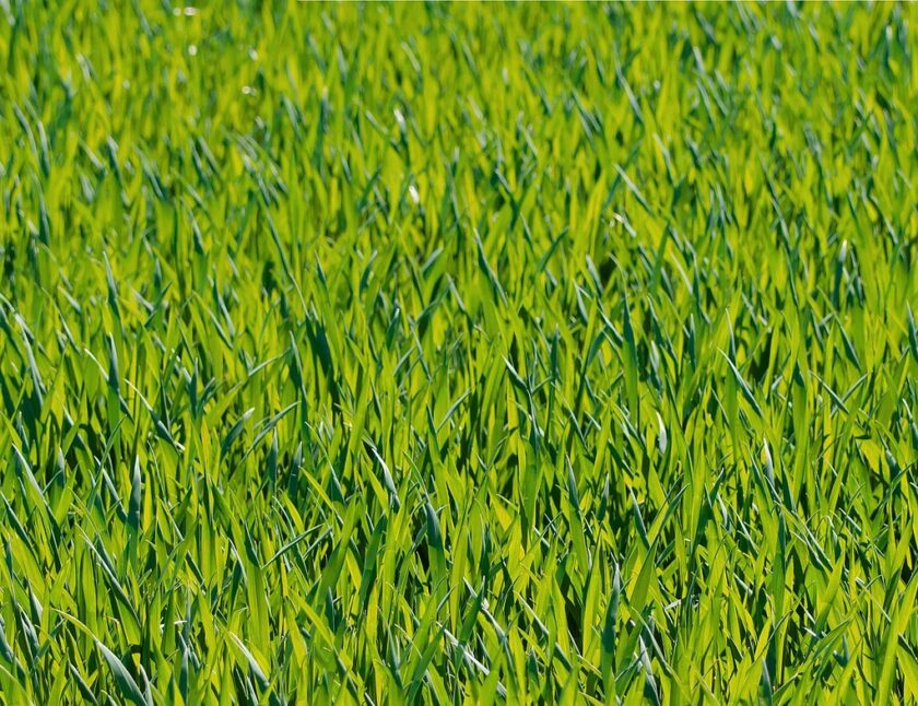 5 Types of Grass for a Gorgeous Georgia Lawn - Atlanta Turf & Tree